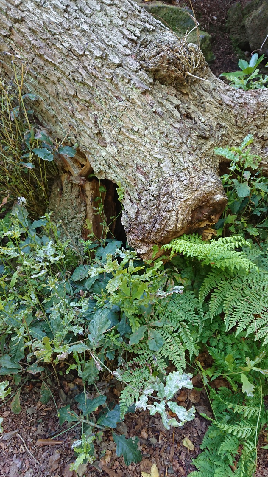 Learning about the Veteran Trees of Childwall Woods, Part 2 | Words and ...